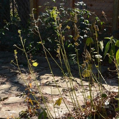 Winter Pruning: When and How | Central Texas Gardener