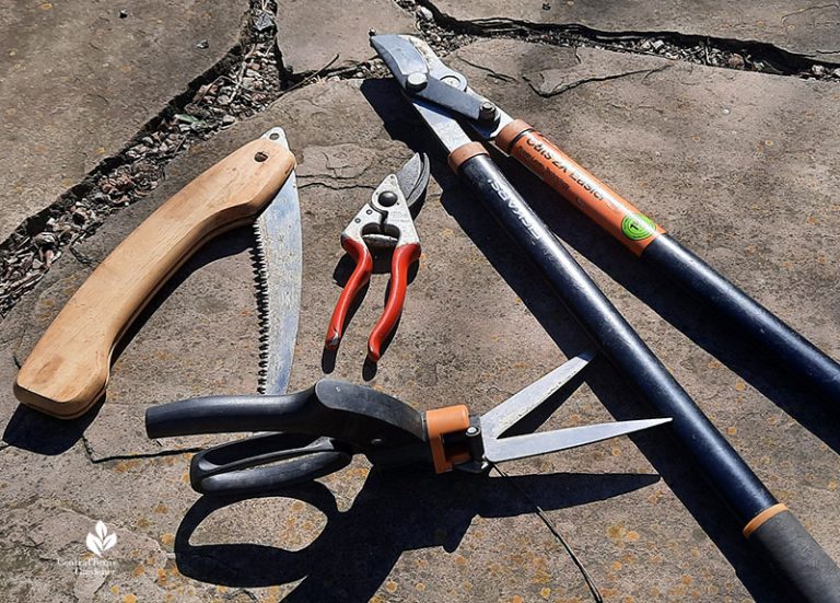 Winter Pruning: When and How | Central Texas Gardener