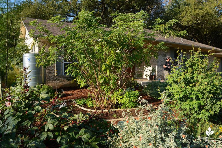 Permaculture Garden Design: Suthi and Sanjay Nagar | Central Texas Gardener
