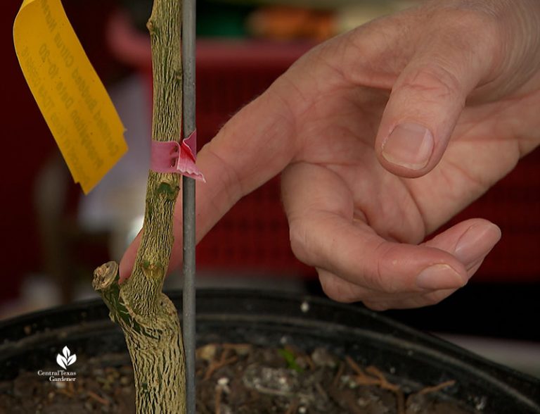 Top Tips to Grow Citrus | Central Texas Gardener