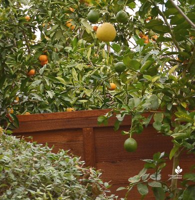 Top Tips to Grow Citrus | Central Texas Gardener