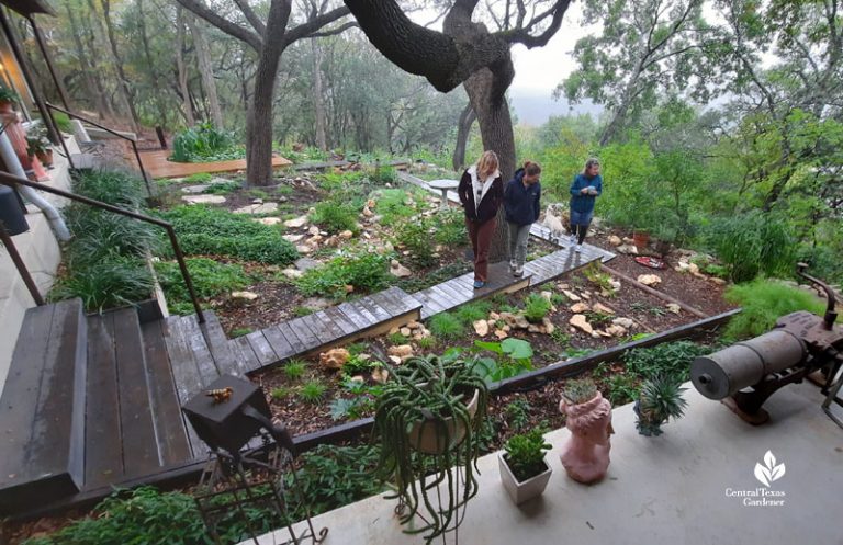 Dry Creek Hillside Design: Clay Soil and Shade | Central Texas Gardener