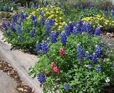 No Fooling, It’s Pretty Out There! | Central Texas Gardener