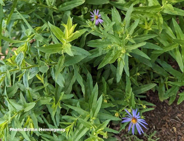 Fall Flowers in Spring? | Central Texas Gardener
