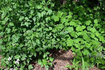 Fall Flowers in Spring? | Central Texas Gardener