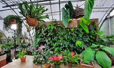 Stunning Houseplants for Foliage and Flowers | Central Texas Gardener