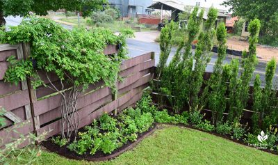 A Journey from Lawn to Lovely | Central Texas Gardener