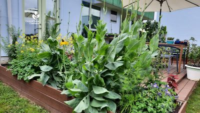 A Journey from Lawn to Lovely | Central Texas Gardener