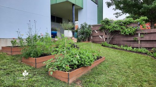 A Journey from Lawn to Lovely | Central Texas Gardener