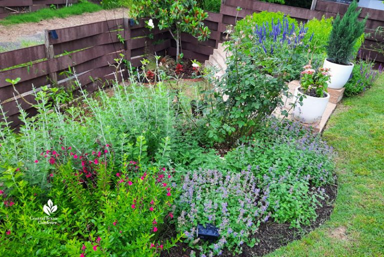 A Journey from Lawn to Lovely | Central Texas Gardener