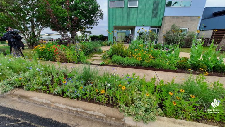 A Journey from Lawn to Lovely | Central Texas Gardener