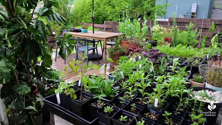 A Journey from Lawn to Lovely | Central Texas Gardener
