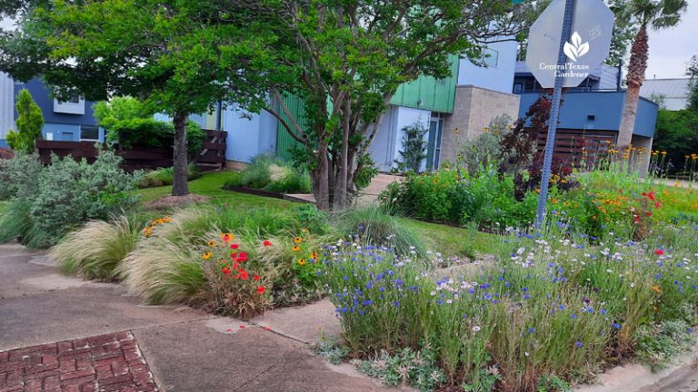 A Journey from Lawn to Lovely | Central Texas Gardener