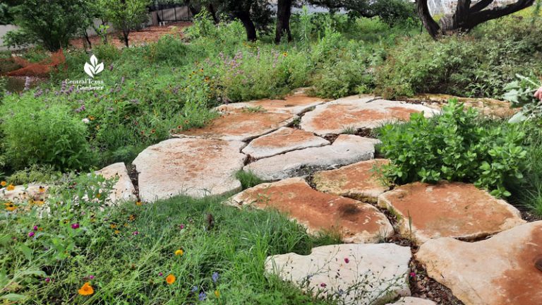 Transition to Urban Native Plant Pocket Prairie | Central Texas Gardener