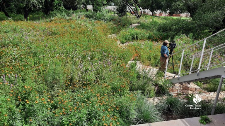 Transition to Urban Native Plant Pocket Prairie | Central Texas Gardener