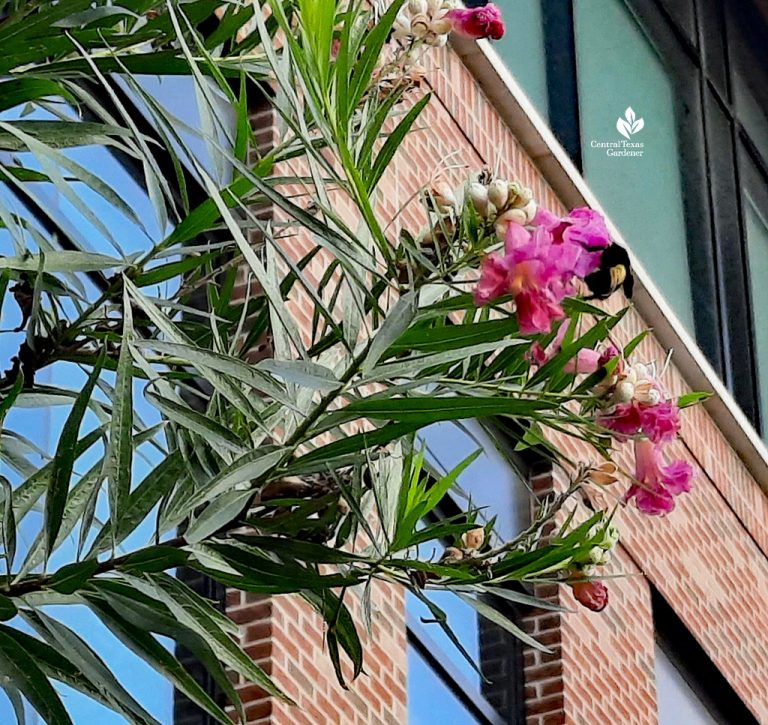 Desert Willow | Central Texas Gardener