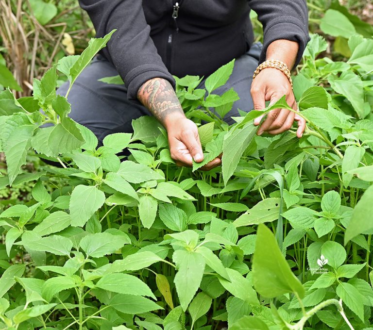 Earth Connections, Healing Gardens: Shaman Jesus Garcia | Central Texas ...