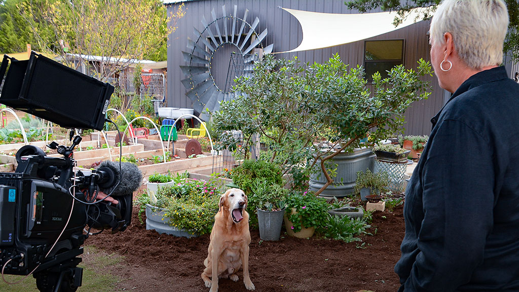 Texas Sedge | Central Texas Gardener