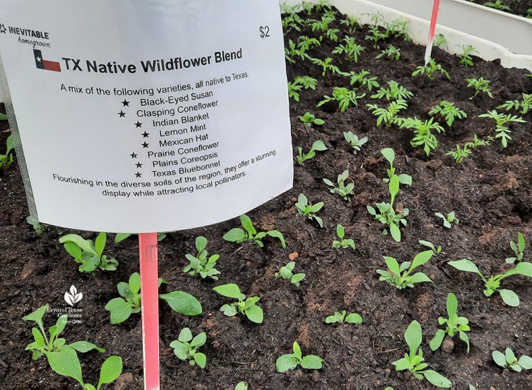Blog | Central Texas Gardener