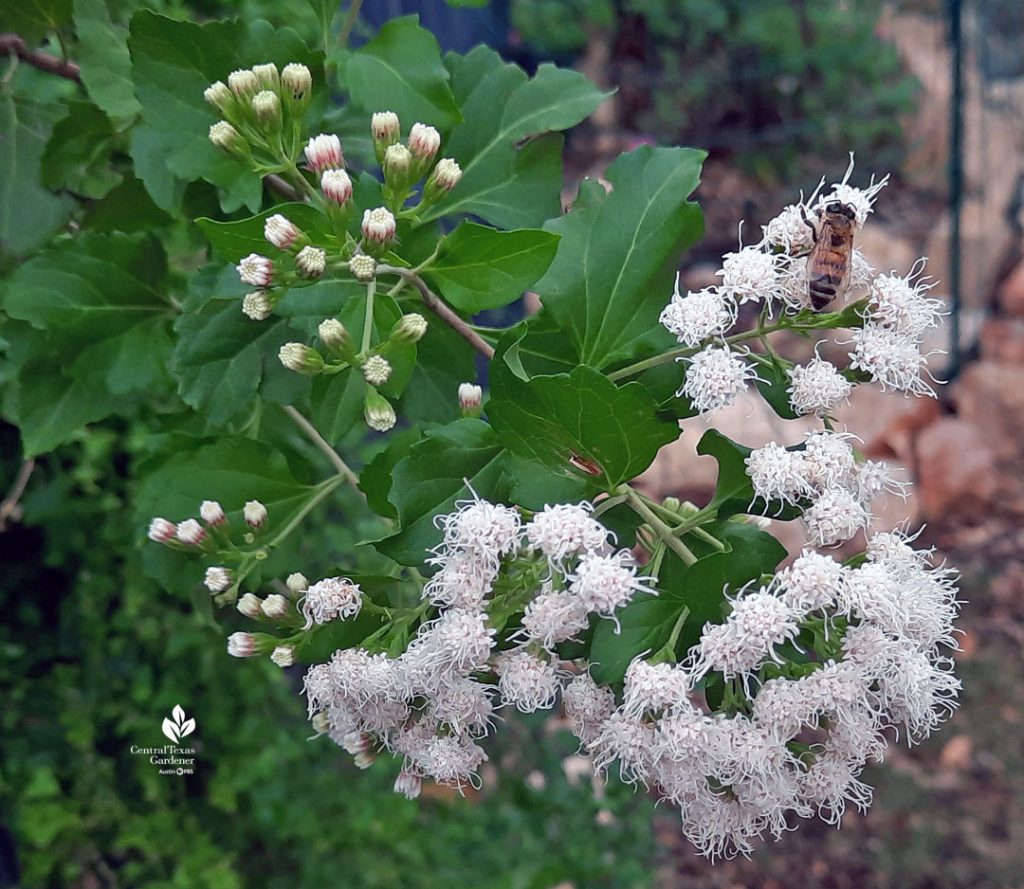 Native Plant Garden in HOA: Martin & Eileen Byhower | Central Texas ...
