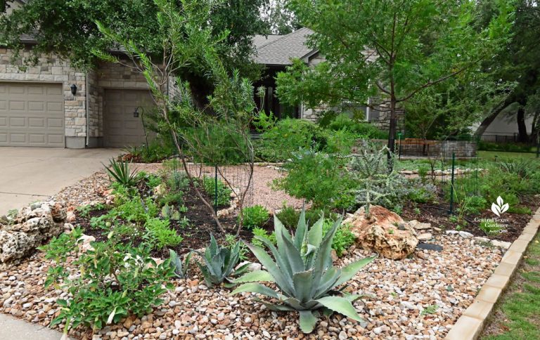 Native Plant Garden in HOA: Martin & Eileen Byhower | Central Texas ...