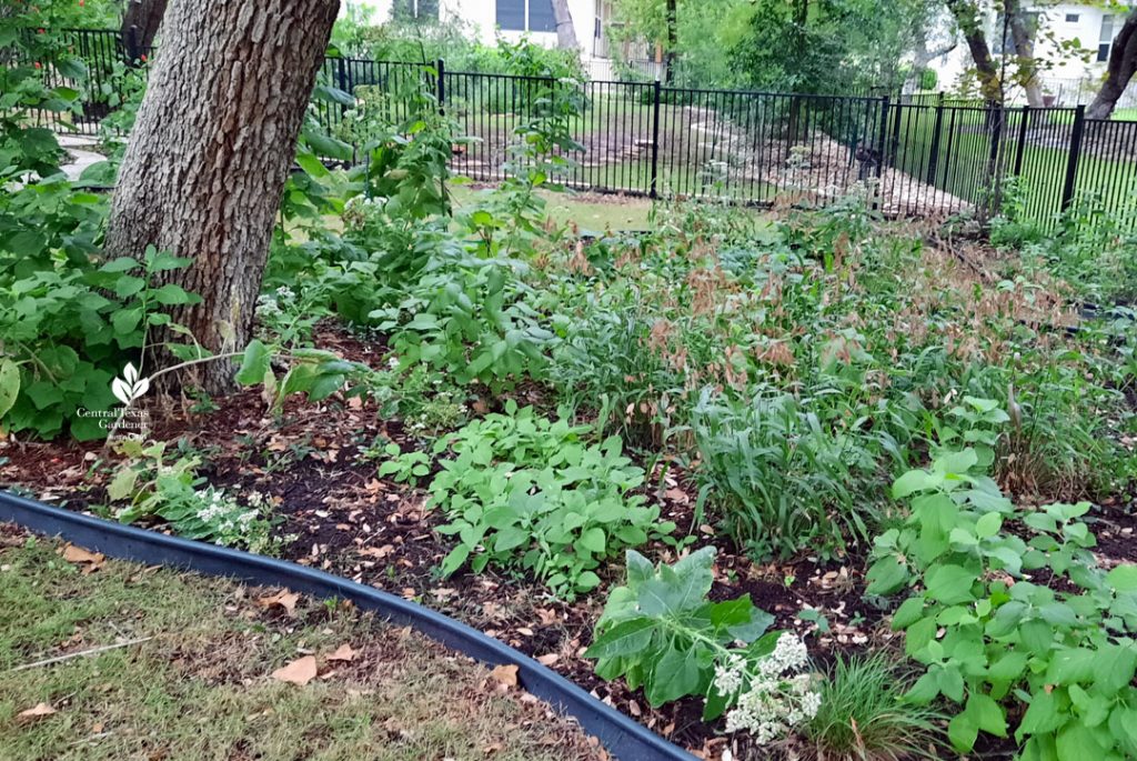 Native Plant Garden in HOA: Martin & Eileen Byhower | Central Texas ...