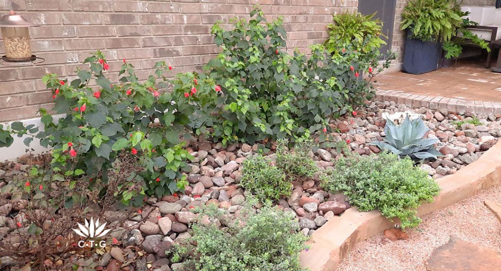 Less Lawn, More Wildlife, Lessons Learned | Central Texas Gardener