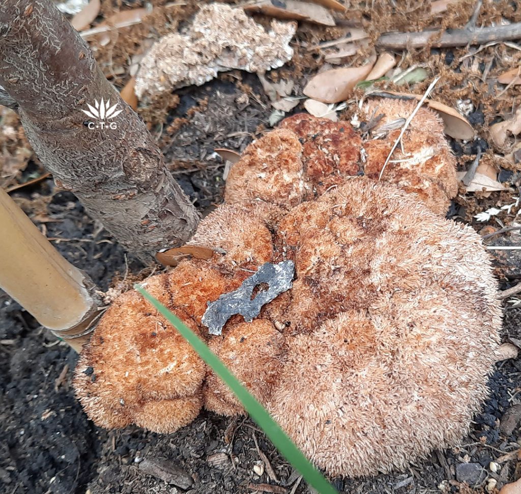 Mushrooms, Winter Succulent Care, Growing for Good | Central Texas Gardener