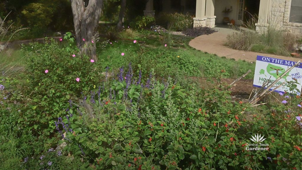 How Biking Led to No Lawn Native Plants | Central Texas Gardener