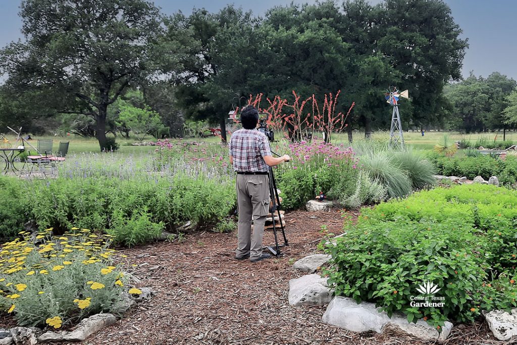 Blog | Central Texas Gardener