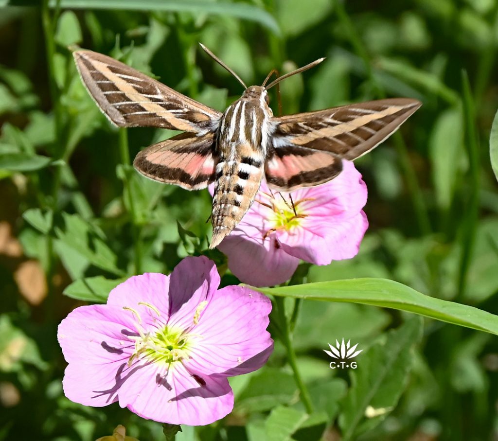 Pollinator and Plant Partnership | Central Texas Gardener