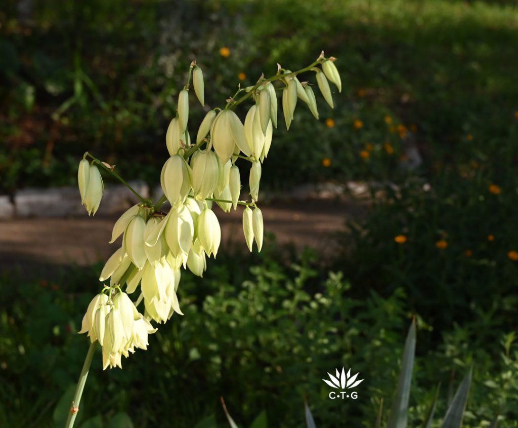 Petals for Pollinators: New Episode | Central Texas Gardener